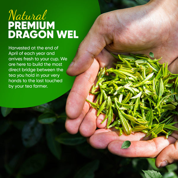 Buy Organic Dragon Well Tea Online | Green Hill Tea